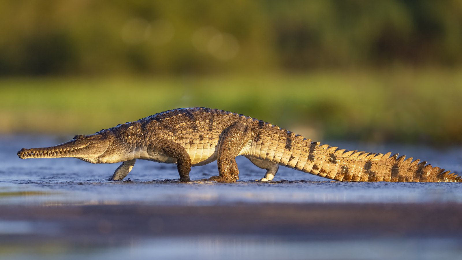 Crocodile Series | WILDFOTO