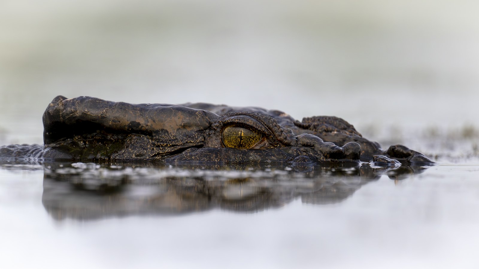 Crocodile Series | WILDFOTO